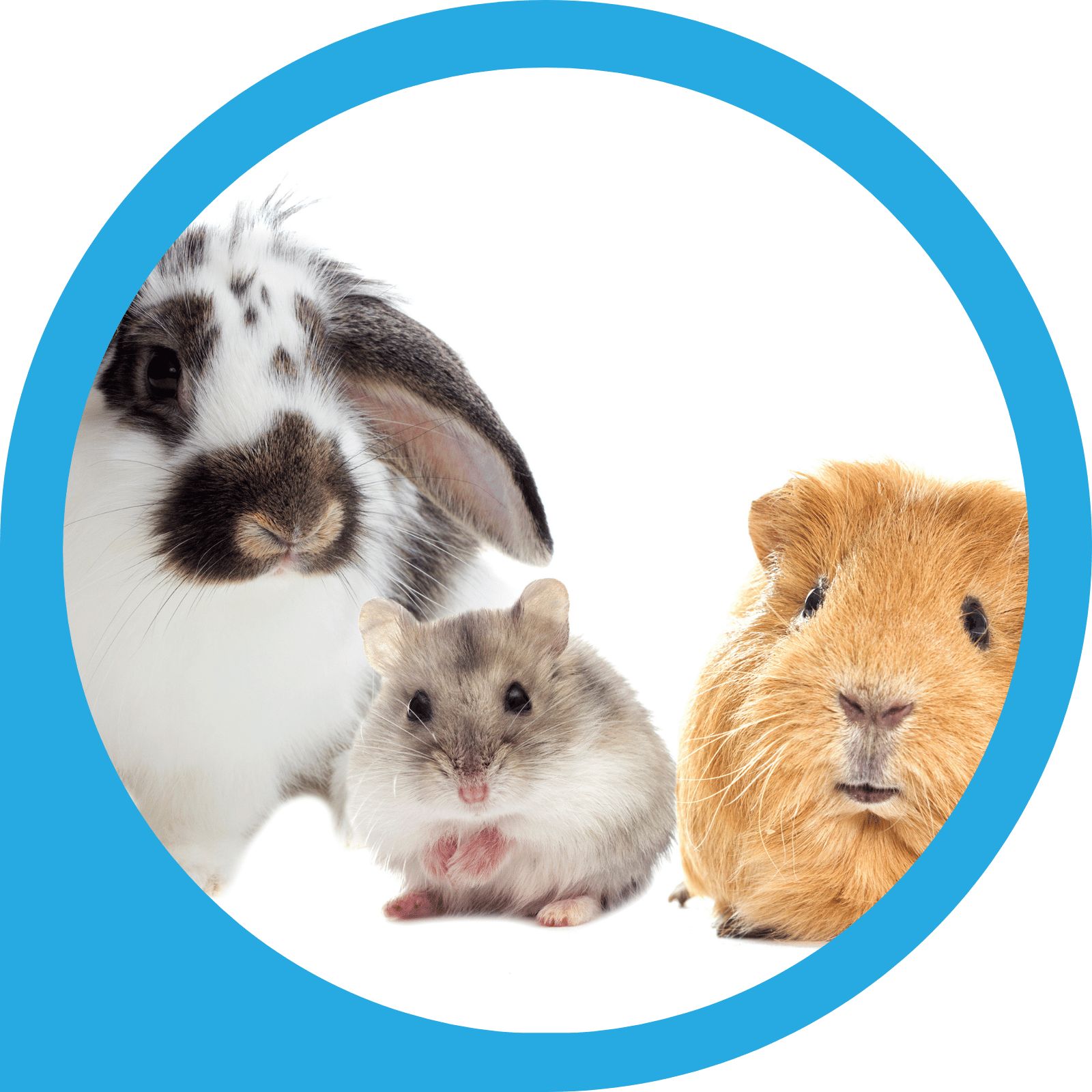 Kaninchen Hamster Meerschweinchen – Rusethandel